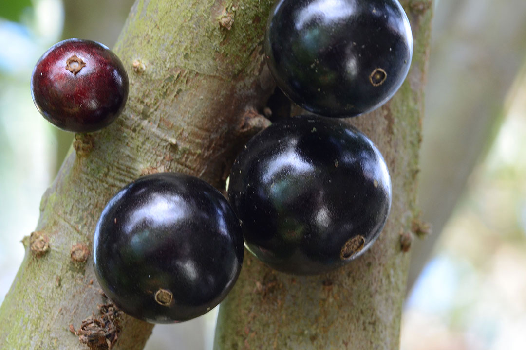 Jaboticaba Sabara – BensGarden NZ